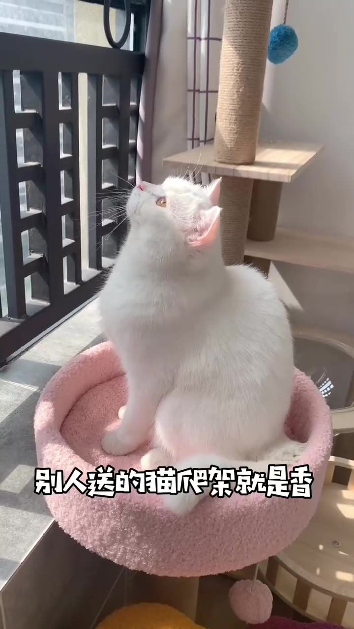 这可是花重金打造的猫房