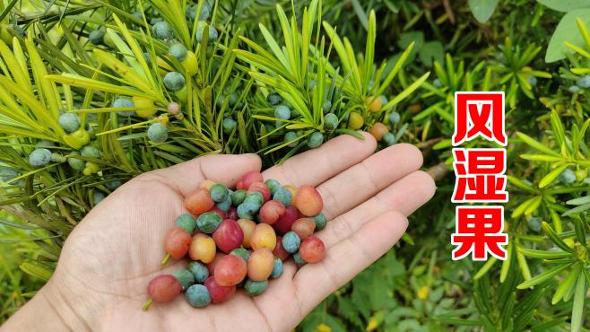 这植物叫罗汉松,它的果实被称为“风湿果”,用来泡酒作用厉害了
