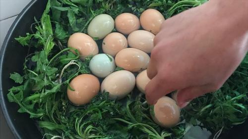 三月三地菜煮鸡蛋有啥益处,小伙开车挖野菜就为了煮这点鸡蛋