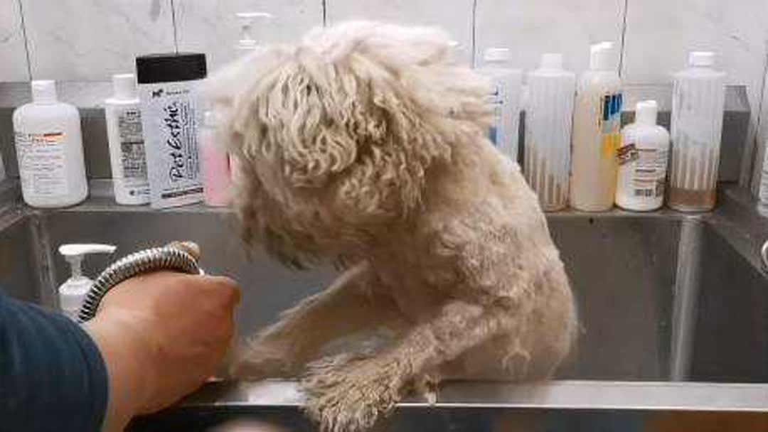 还在为狗狗洗澡烦恼吗?从业10年宠物美容师教你如何给狗狗洗澡