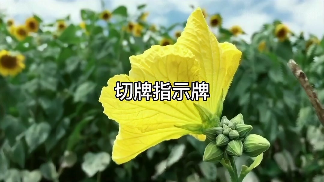 塔罗牌教学培训课程切牌底牌指示牌是什么?