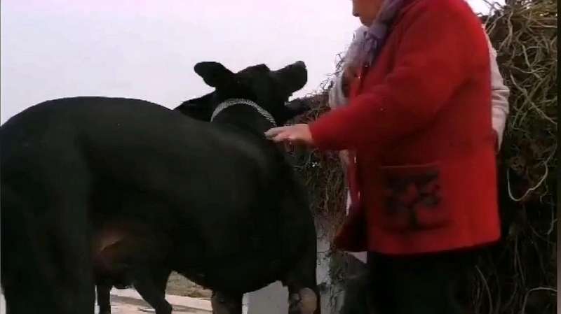 农村大妈养的墨界黑狼犬,体型异常彪悍,体重达到两百多斤
