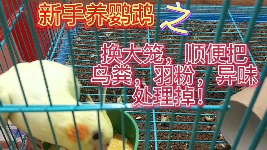 新手养鹦鹉之打造一个适合鹦鹉的微型生态系统