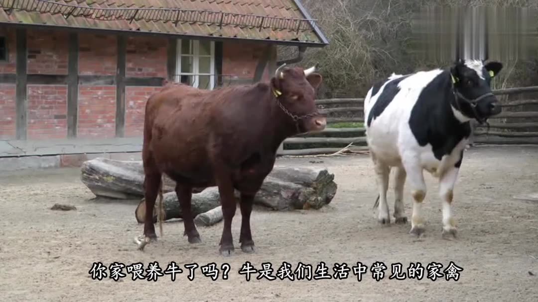 原来用小苏打喂牛,能让牛长得又肥又壮,快试试!