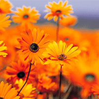 吃完柚子生孩子 