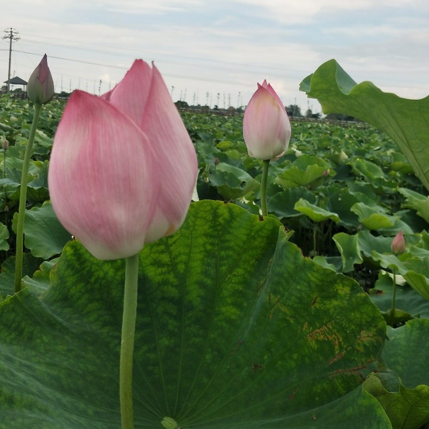 CF电竞主播老白 