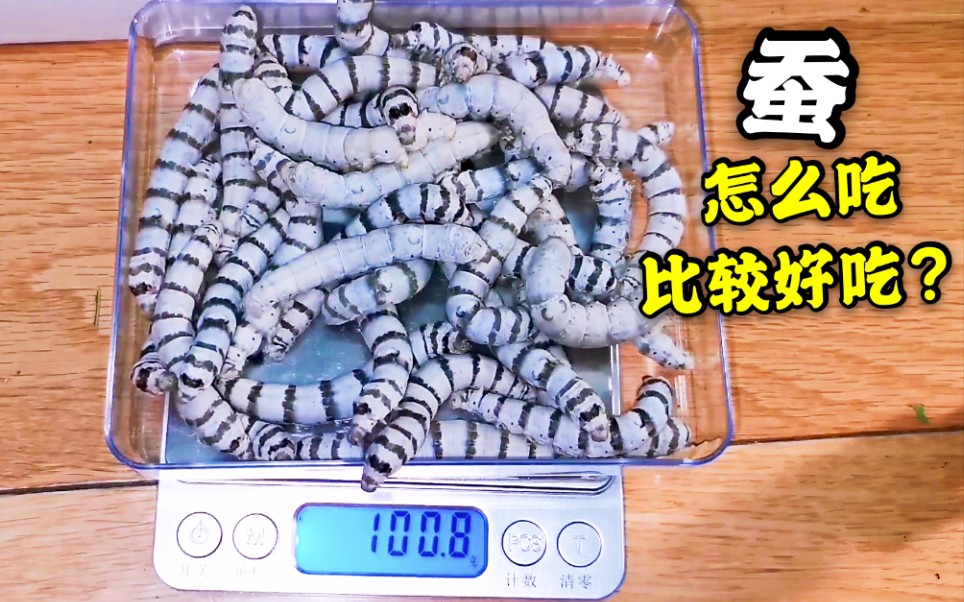 1斤肥蚕能称多少只?吃得快还是拉得快?up主闲疯了～