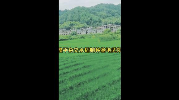 袁隆平的杂交水稻育种基地武阳