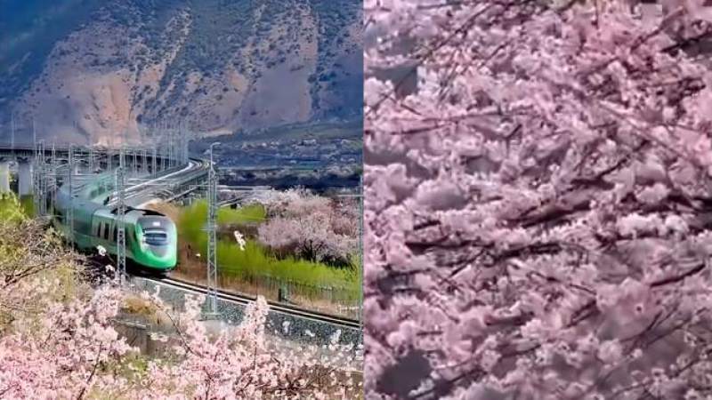 现场:春日列车驶入西藏桃花海 拉萨林芝铁路沿线化身粉色海洋