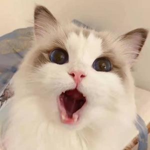 学长的猫 