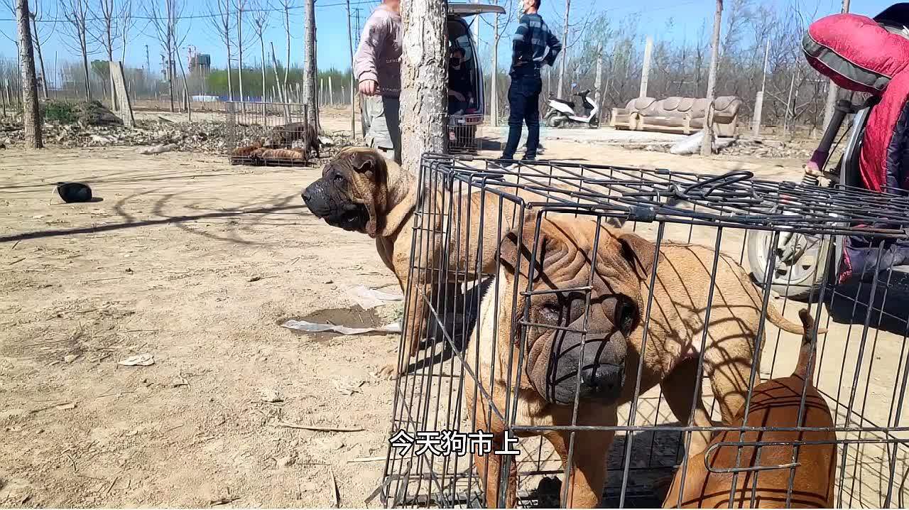 山东卡斯罗:农村狗市大集,两人为了一条德牧差点打架
