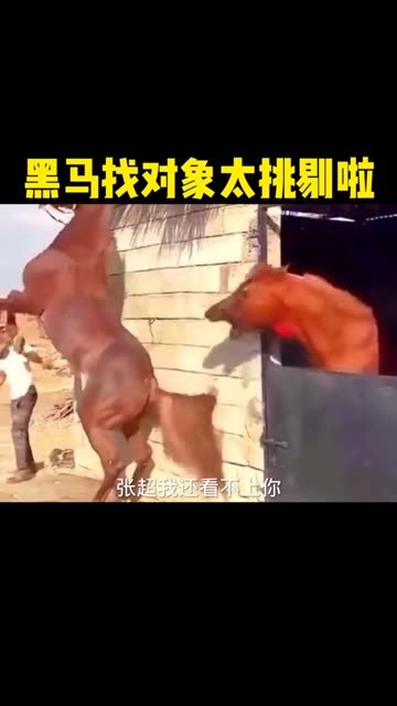 #老铁笑一笑 #氨糖软骨素无蔗糖高钙 #搞笑配音