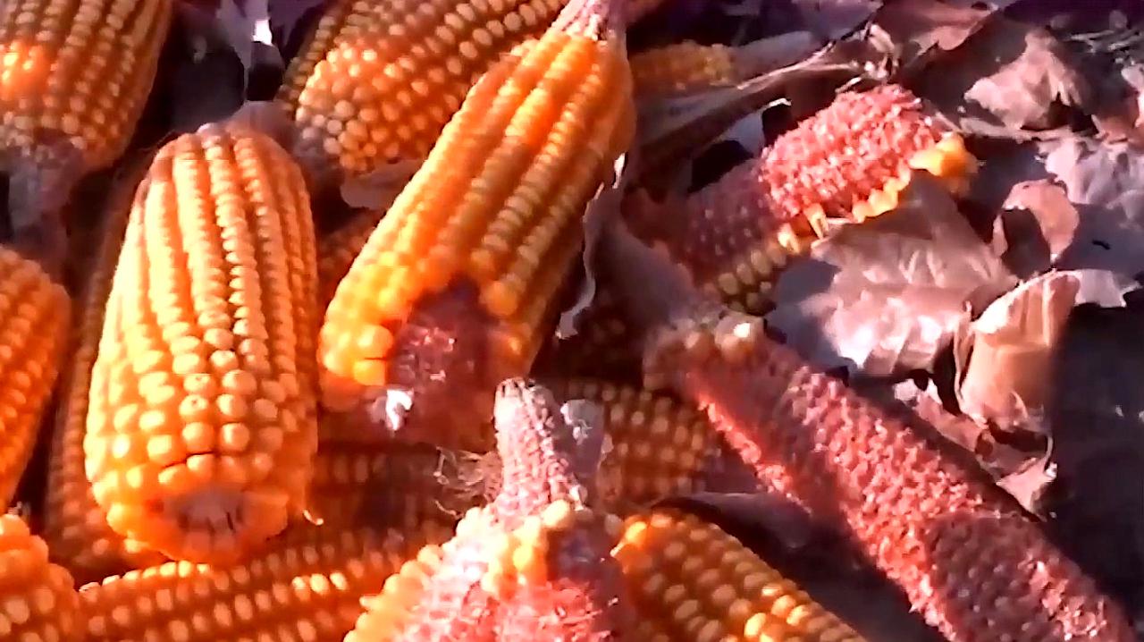 这东西在中国是垃圾,在韩国却成宝贝,售价2元1根超市供不应求