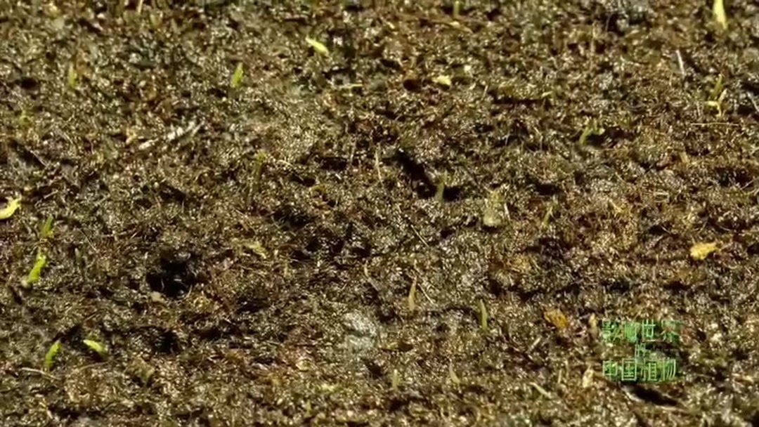 生命的开始,太美好了