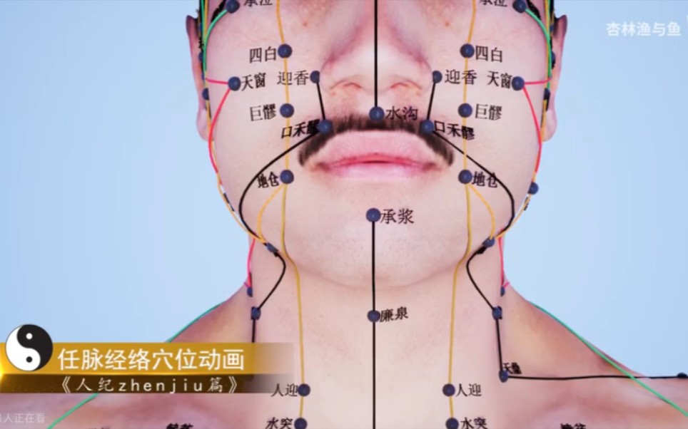 任脉经络穴位带透视骨骼详解3D动画