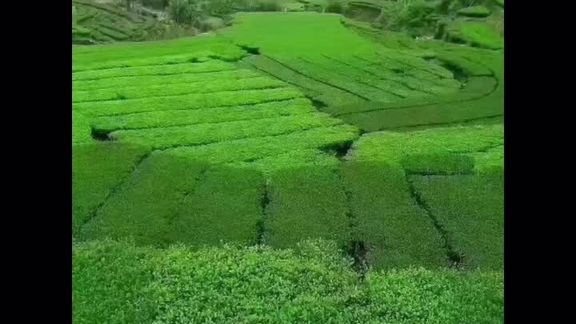绿茶的七大功效