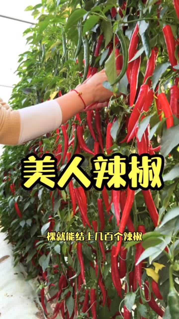 美人辣椒易种植好管理,阳台小院都能种