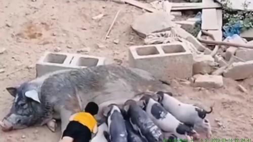 不是亲眼所见你肯定不信,这一幕无法解释,让母亲丢尽了脸