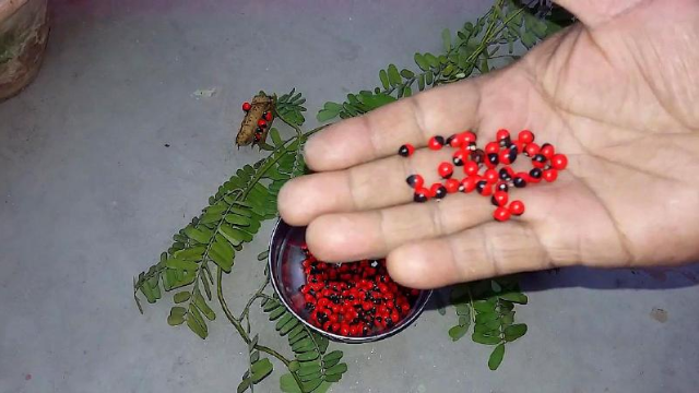 全世界最毒的植物:一颗就足以毙命,看到不要吃!