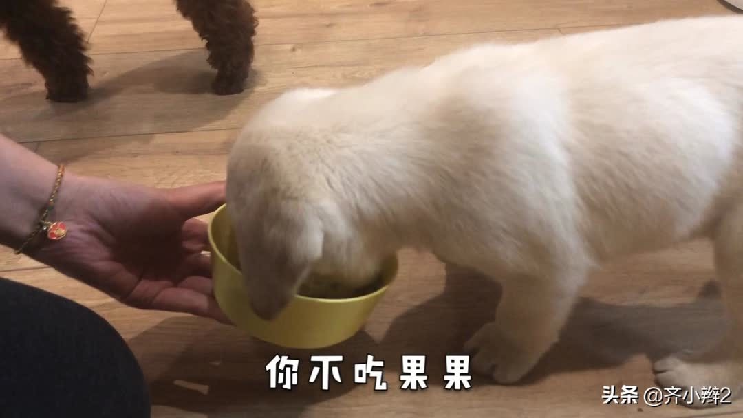 #西瓜新人#汉堡吃晚饭,果果可怜的看着,只能舔汉堡吃完的碗