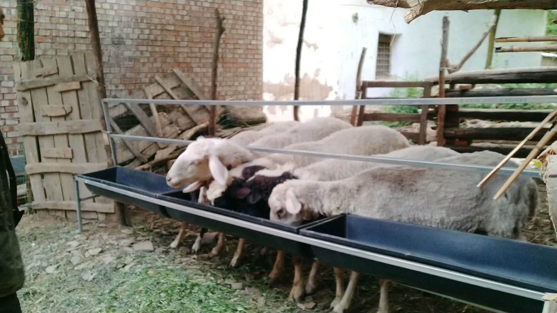 大家看看,羊吃玉米的场面非常壮观,犹如战场打仗