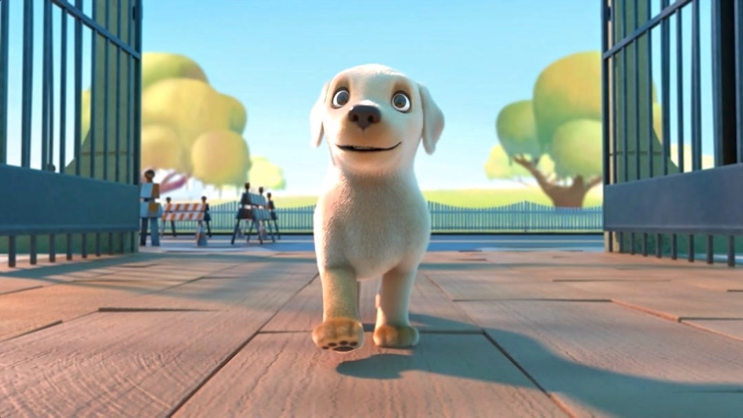 国外播放破亿的短片,一只导盲犬是如何炼成的,看完后肃然起敬!