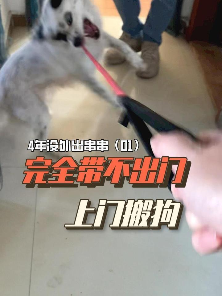 ...4年没有出过门的狗狗,严重拒绳,社会化严重不足,攻击咬人,根本没法...