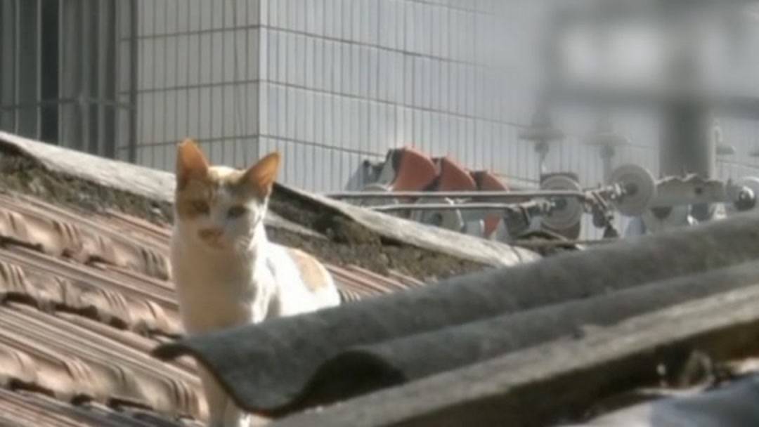 这水有问题?小区流浪猫相继死亡 居民怀疑遭人投毒