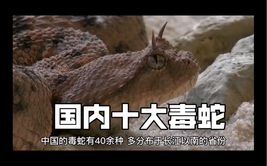 猎奇新闻|中国十大毒蛇排名,看到就跑吧