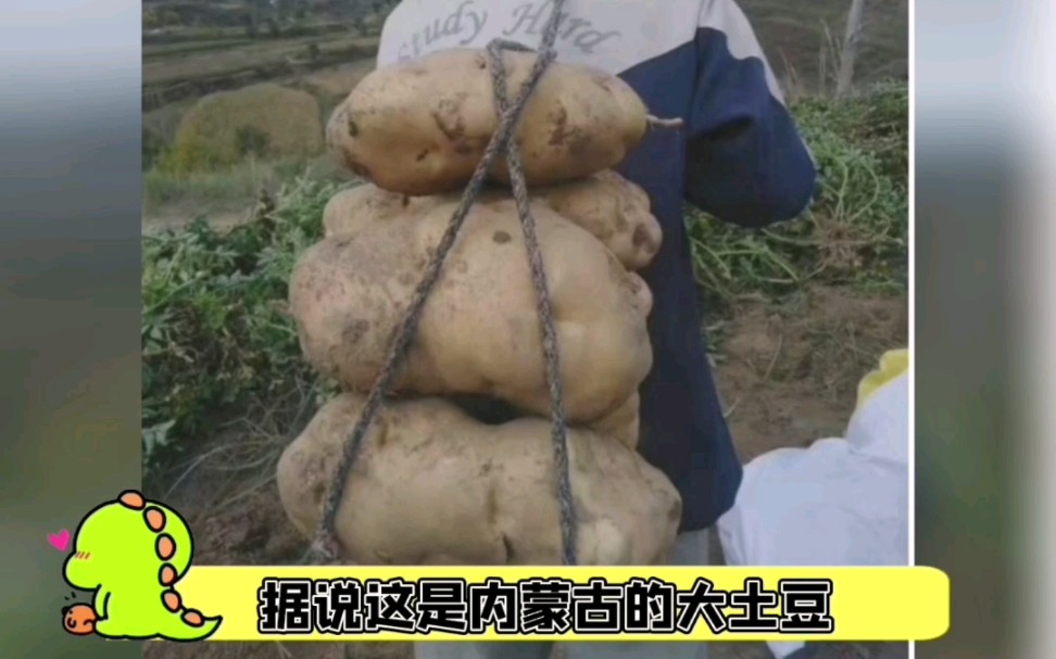 听说这是内蒙古的大土豆,北方人快出来传授一下技术,是真的需要!