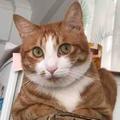 橘猫来了 