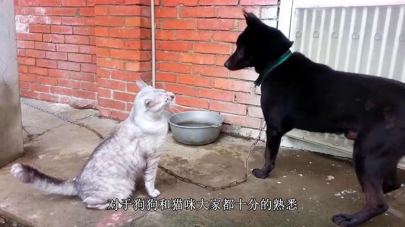 为什么猫狗打架狗总处于下风?看完就懂了!网友:看完我也是醉了