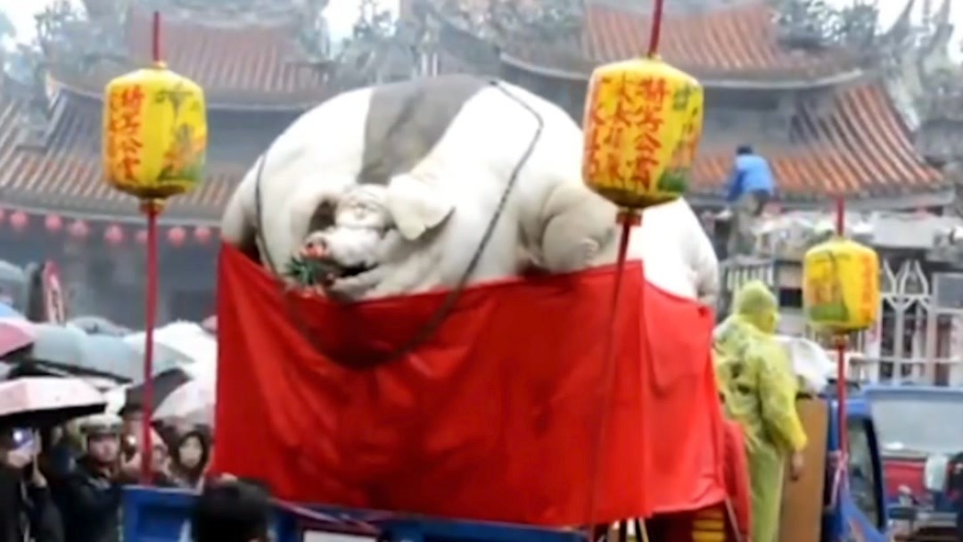 一头猪养一辈子不杀,究竟能长多大?1500斤“世界猪王”现身