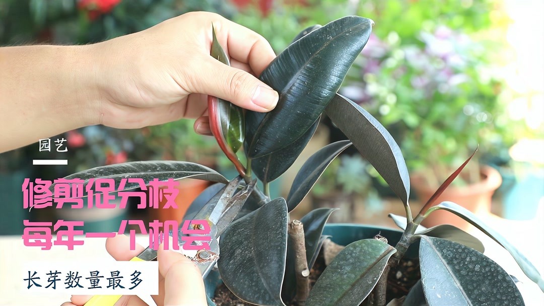 修剪橡皮树促分枝,每年这个季节剪最好,剪一刀长多个粗芽