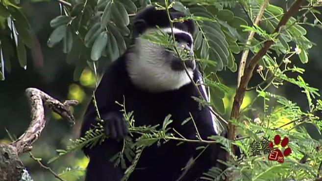 各种动物们都来这个森林沙拉里,边吃边开会