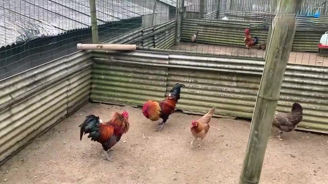 实拍乡下土公鸡打架斗鸡:坏小子PK鹏爪,坏小子再次称王