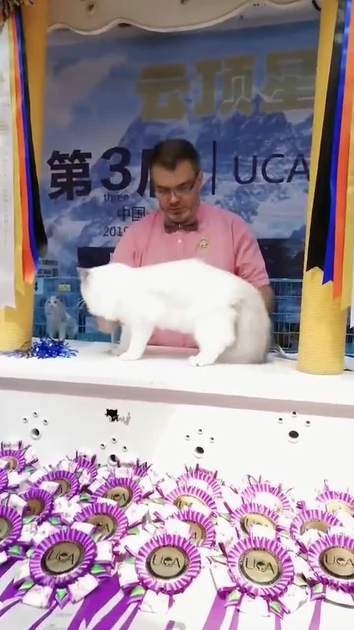 大龙实力晋级,在20只布偶幼猫中突围而出,品种第一,网红猫布偶猫宠物猫