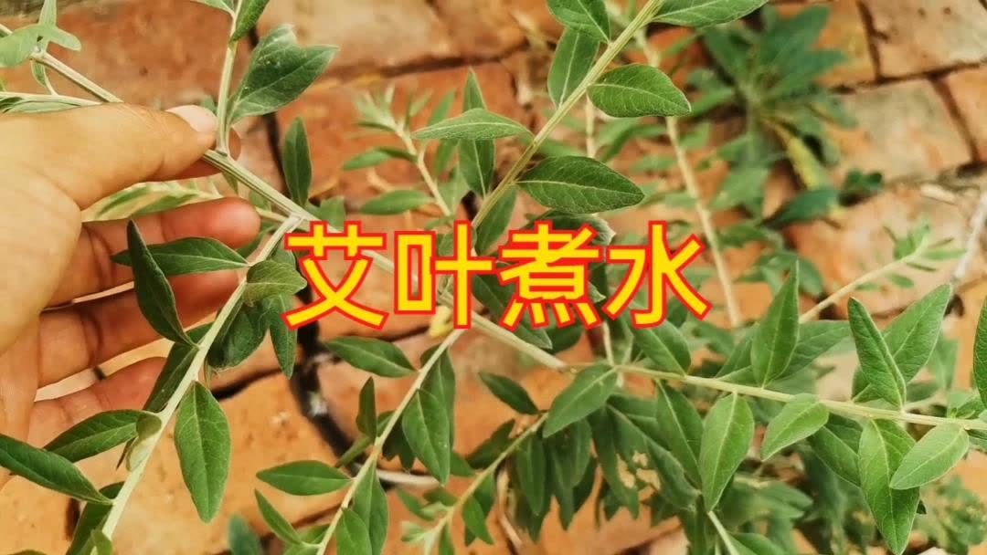 艾叶煮水原来有这么多用途,难怪农村有很多人采集它,早知早收益