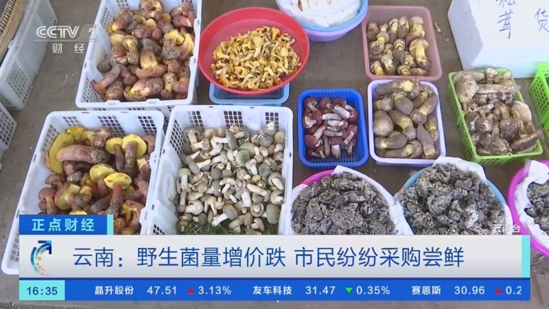 [正点财经]云南:野生菌量增价跌 市民纷纷采购尝鲜