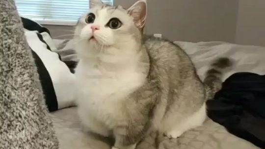 撒娇的猫猫萌化人心 猫