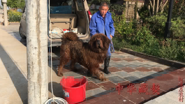 养了8年猛犬,最佩服的就是我们中华藏獒,脾气上来真不好惹