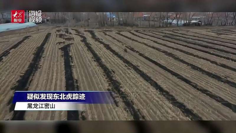 黑龙江一东北虎进村咬伤村民 直击合围抓捕现场