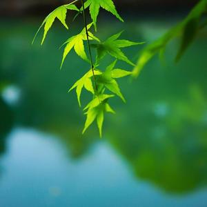 青枫视角 