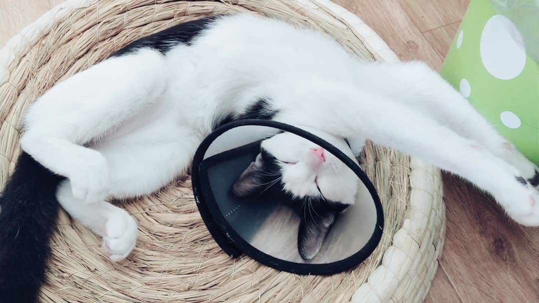猫咪睡觉合辑,你喜欢的样子它都有,真是磨人的小妖精