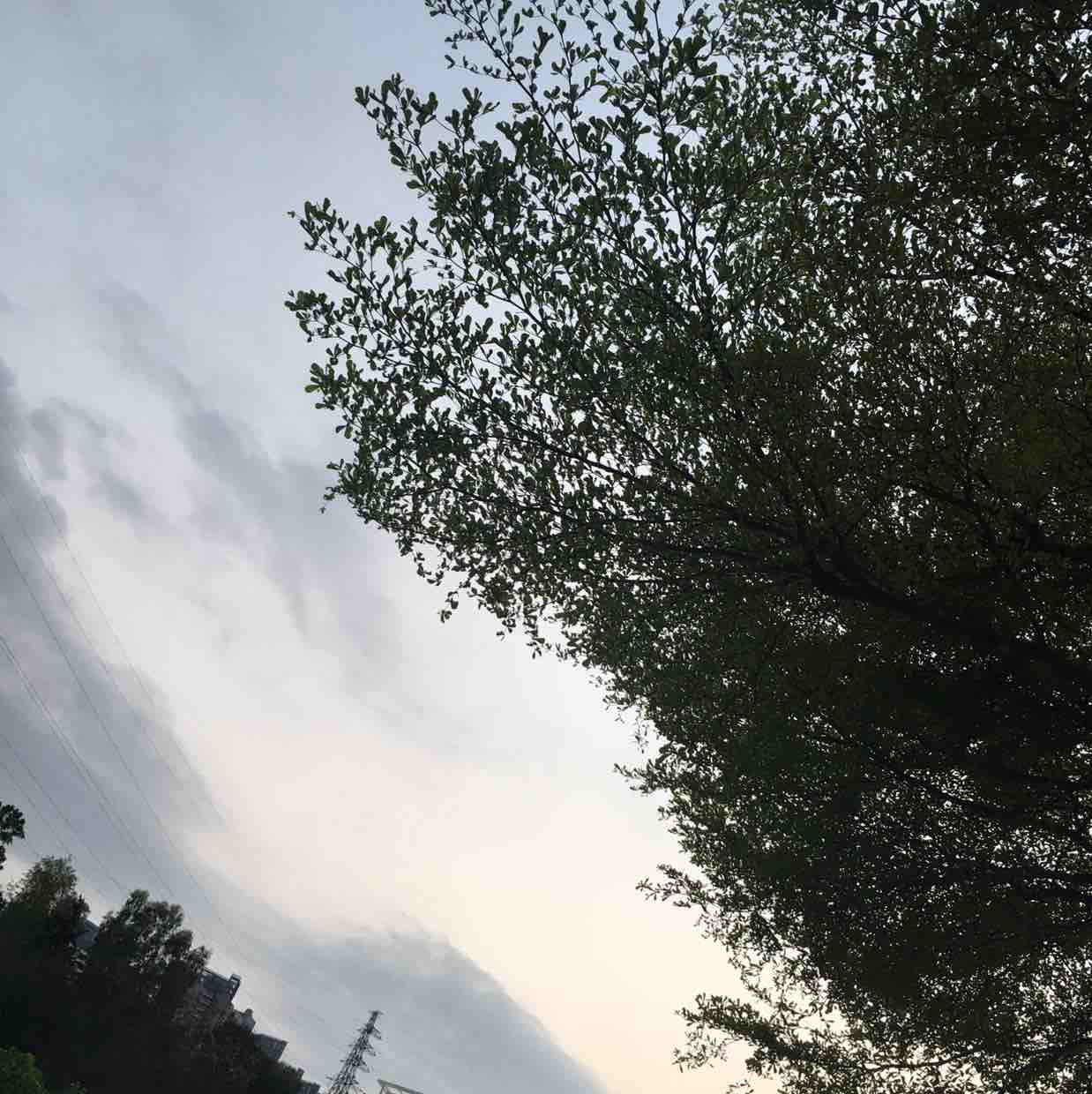 西丫丫哟 