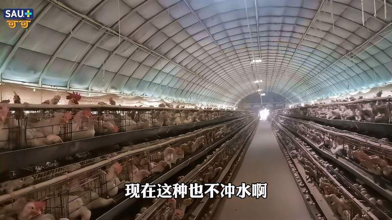 规模化蛋鸡场:投资15万养5000只鸡,用A字笼还是叠式笼?