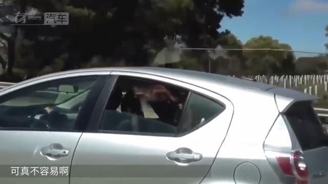 狗狗到底怎样坐车才安全?老外对比测试,系了安全带反倒不安全了
