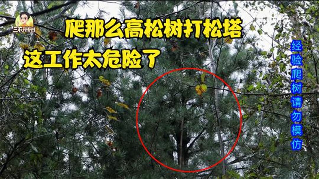 黑龙江林区,打松塔过程是真危险,看完你就知道这松子来之不易