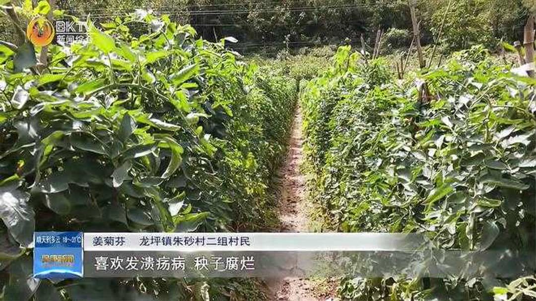 帮蔬菜“撑伞”,让农民获利!保康推广这项栽培技术提升产业效益