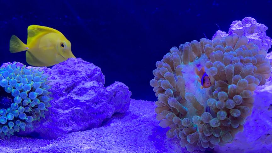 海底总动员的第一天,可爱的小海缸ߥ